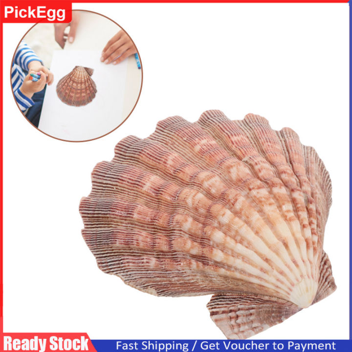 Pickegg [New] Shell Craft Seashell Multi-functional Seashell Plate Tank ...