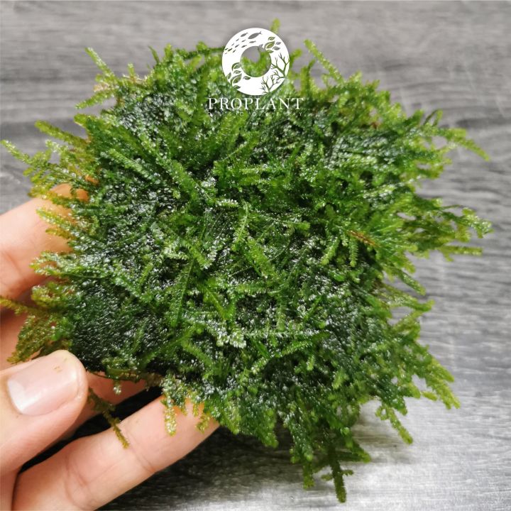 🔥 Weeping Moss 🔥 Vesicularia Ferriei 'Weeping Moss' ( Low Tech Plant ...