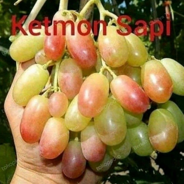 Bibit Tanaman Anggur Impor Ketmon Sapi-Pohon Anggur Ketmon Sapi Import ...