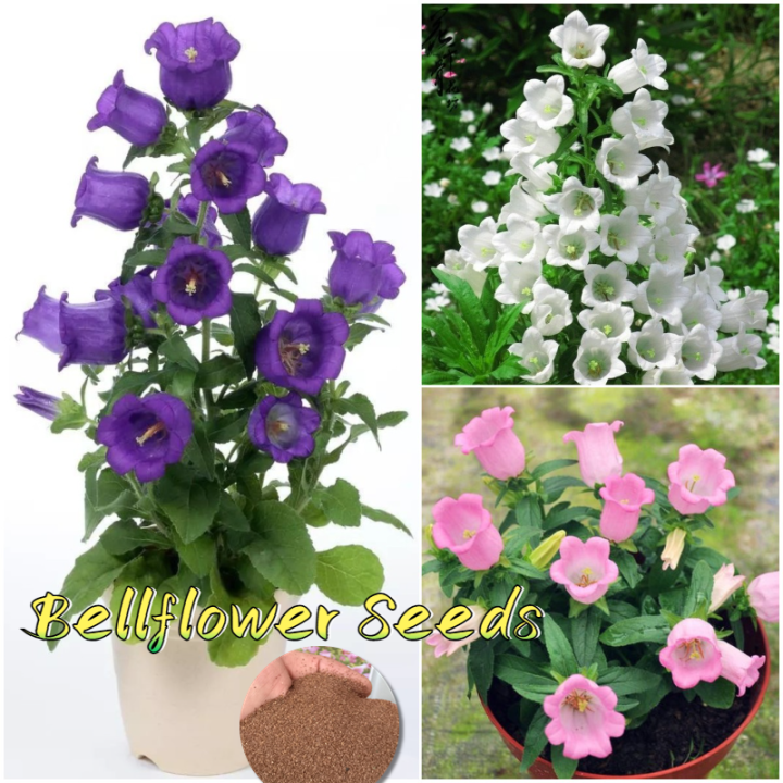 [100% Original Seed] Fresh Bellflower Seeds Flower Seeds for Planting ...