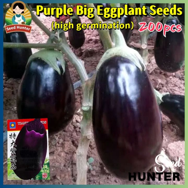 High Yield Purple Big Eggplant Seeds for Planting Vegetables (Fast ...