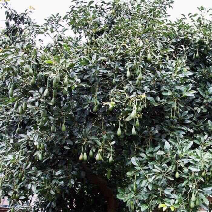 cây giống bơ sáp trái dài DFGHF | Lazada.vn