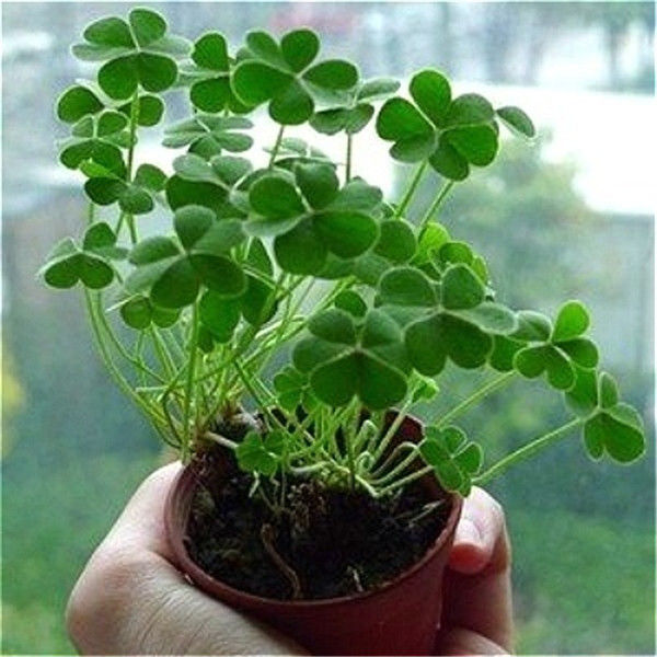 Lucky Green Four Leaf Clover Grass Decoration Grow Your Own Luck ...