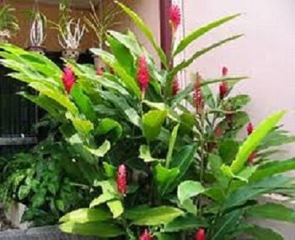 Alpinia Purpurata / Red Ginger（Bunga Merah Halia Merah Outdoor Plant ...