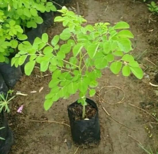 High Quality FRESH INDIA'S 10‘’ MEDICATION MORINGA PLANT / ANAK POKOK ...