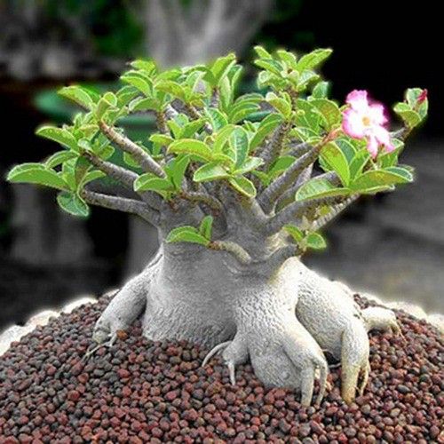 Stek Bibit Bunga Adenium Mix (Isi 1 Batang) | Lazada Indonesia