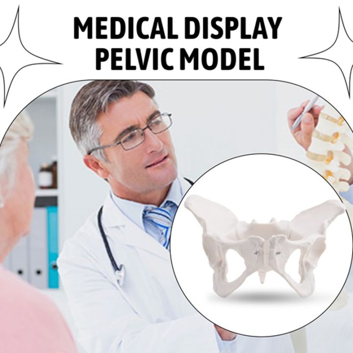 Life Size Female Pelvis Model, Hip Model - Female Anatomy Model, Hip ...