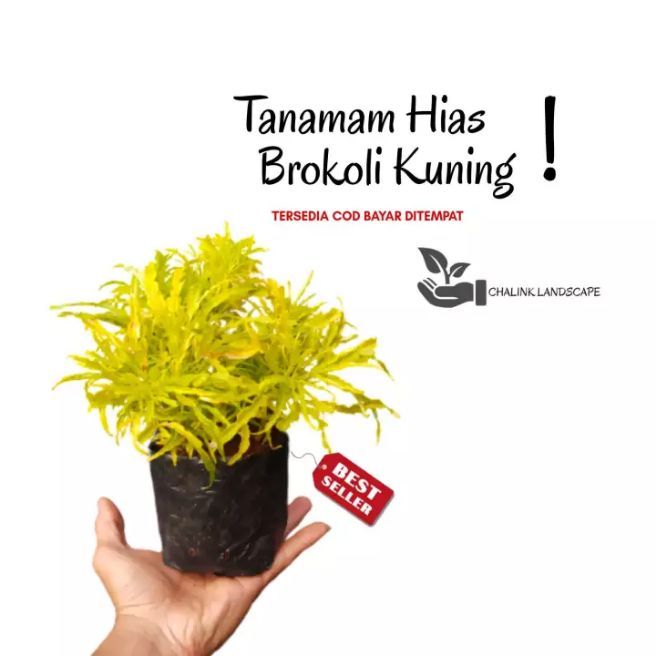 tanaman hias brokoli kuning / kembang hias brokoli kuning | Lazada ...