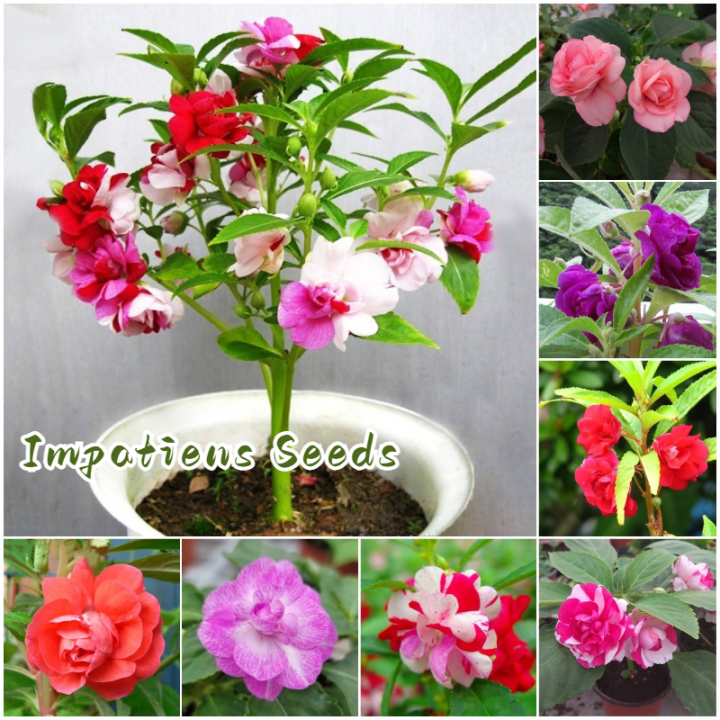 [100% Original Seed] Impatiens Flower Seeds for Planting Flowers Henna ...
