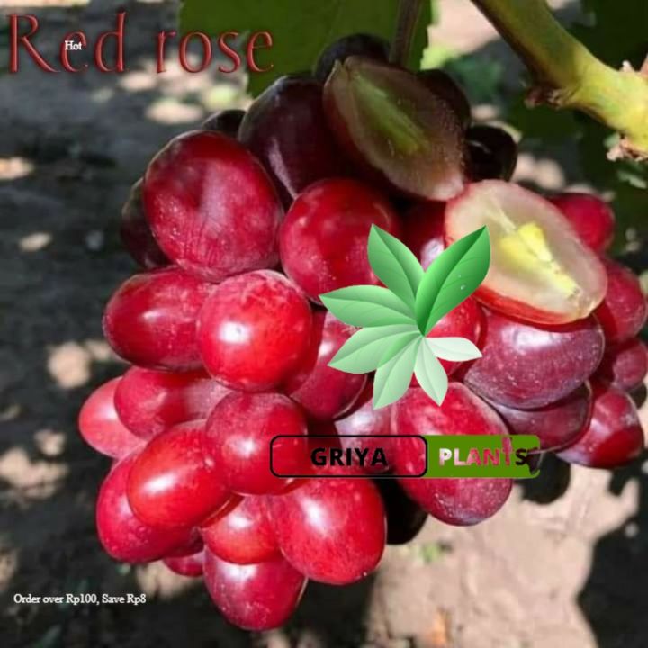 bibit anggur impor red rose varian anggur baru | Lazada Indonesia