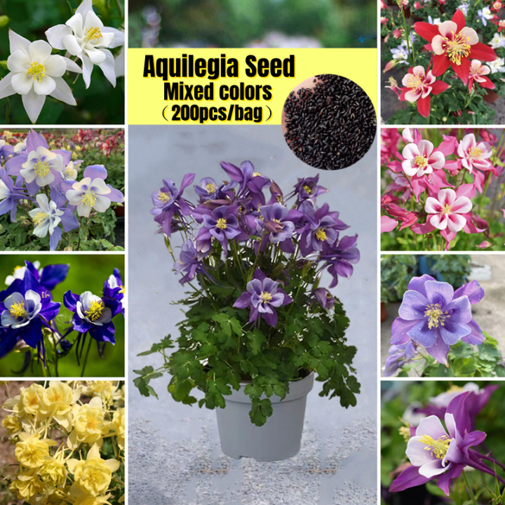 [Fast Germination] Aquilegia Seeds Columbine Seeds (Mixed Colors 200 ...