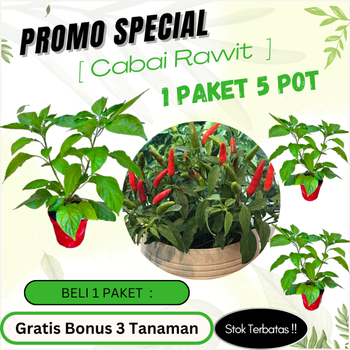 Paket 5 pot tanaman cabe rawit setan hidup pohon cabai sayur sayuran ...