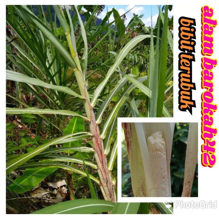 bibit pohon terubuk / siap tanam | Lazada Indonesia