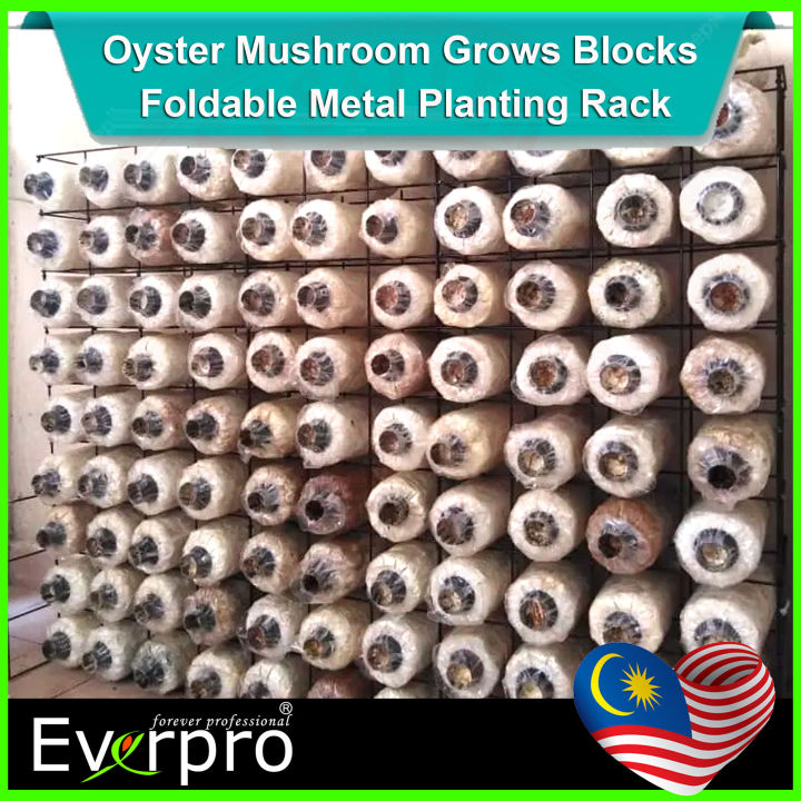 Oyster Mushroom Growing Blocks Foldable Metal Planting Rack / Rack Besi ...