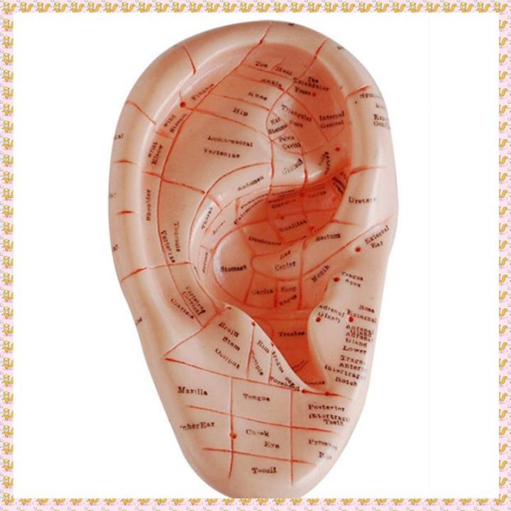 (APEK) English Version Ear Acupuncture Earpins Model Model Auricular ...
