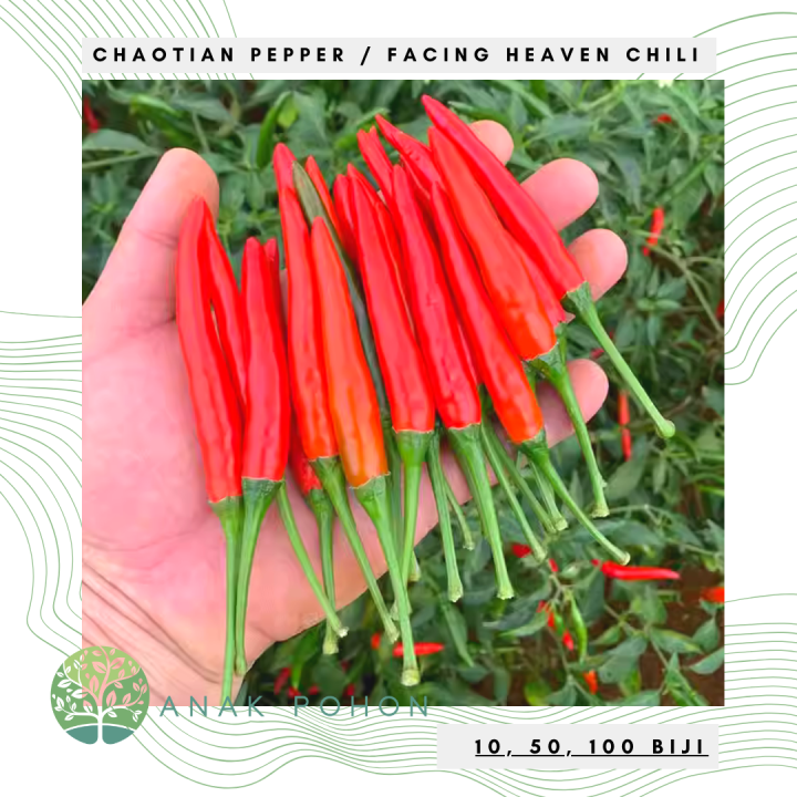 Benih Bibit Biji - Cabai Chaotian Pepper / Facing Heaven Chili Chao ...