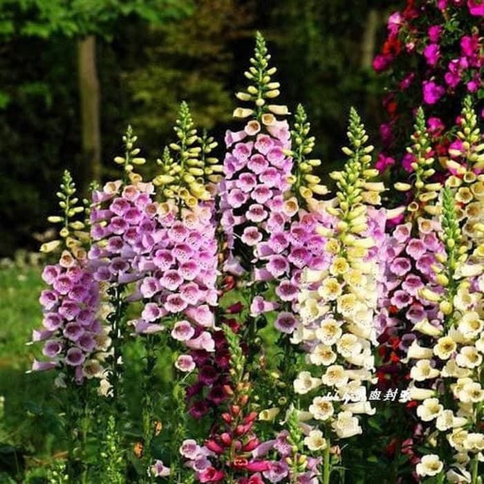 Benih/Bibit/Seed Bunga Digitalis Purpurea / Foxglove Tanaman Obat ...