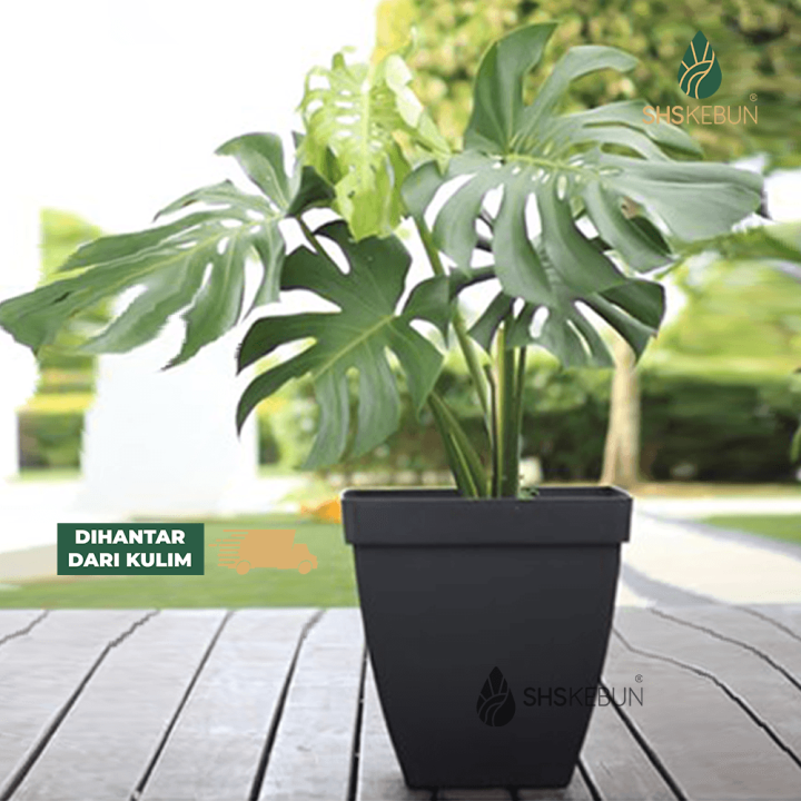 Flower Pot Baba Biodegradable Plant Pot Pasu Bunga Besar BI-SP-350 (ST ...