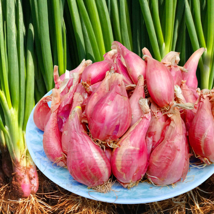 Good Quality Shallot Seeds Chives Organic Vegetable Seeds for Sale ...