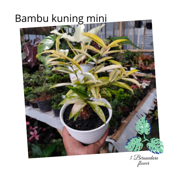 Tanaman hias bambu kuning mimi | Lazada Indonesia