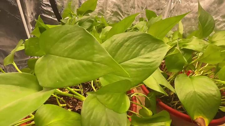 Professional Adjust Spectrum 6 Bars Lm301B Led Grow Strip Bar Led Plant ...