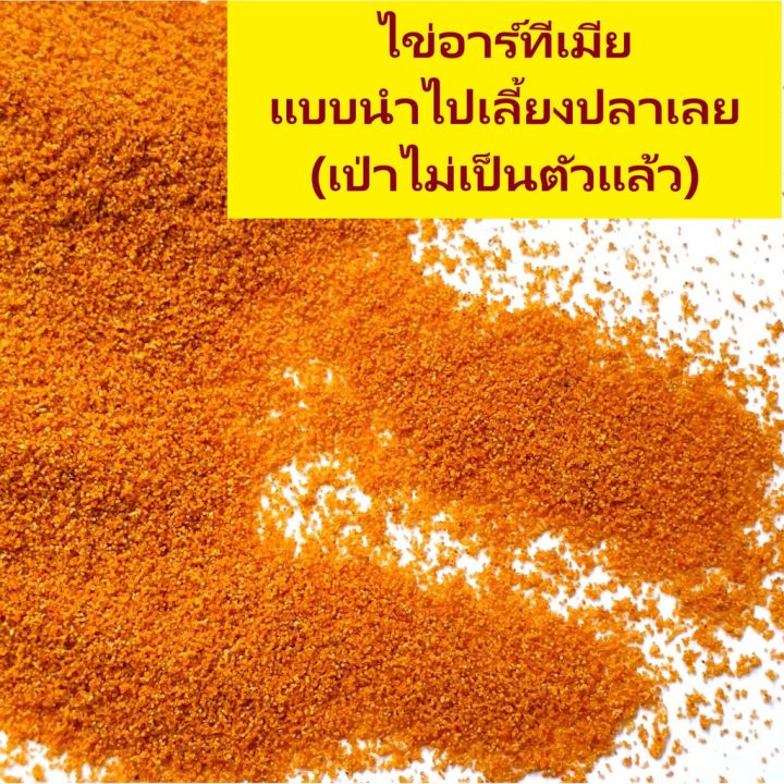 พร้อมส่ง โปรโมชั่น ไข่อาร์ทีเมีย อบแห้ง Artemia Decapsulate ฟอกเปลือก ...