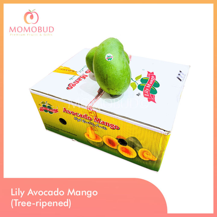 Lily Avocado Mango (Tree-ripened) | Lazada Singapore