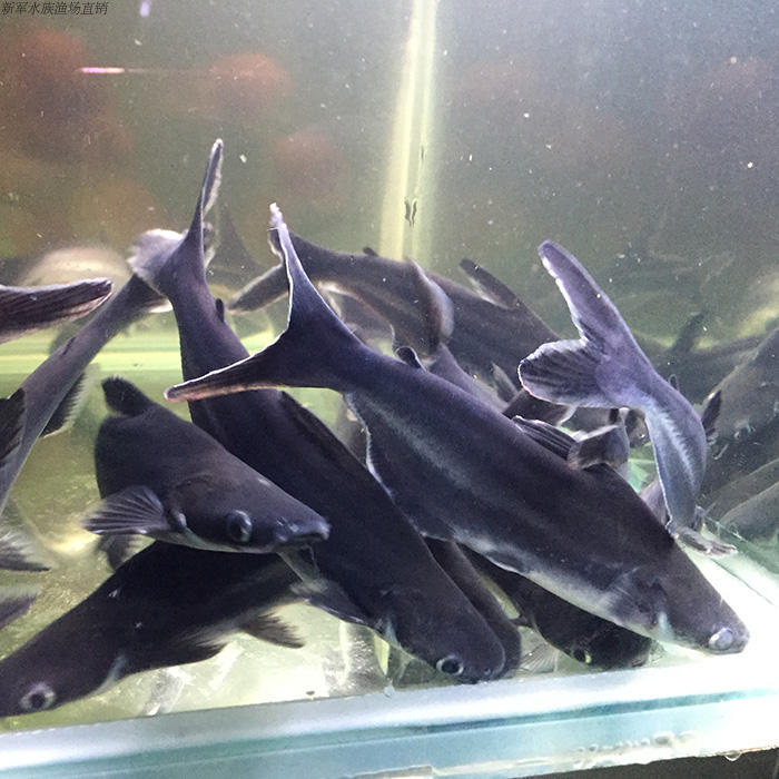 Tropical fish ornamental fish large fish freshwater fish aquarium pet ...