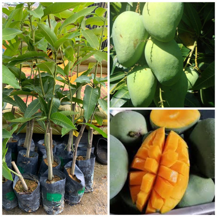 Anak Pokok Mangga Harum Manis Hybrid Mango Tree for Garden Planting and ...