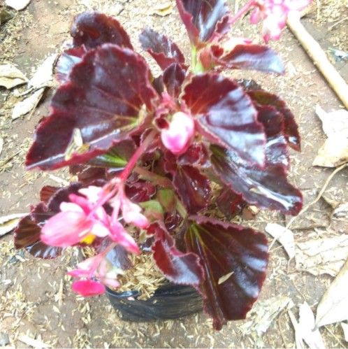 tanaman begonia merah - tanaman hias begonia merah | Lazada Indonesia