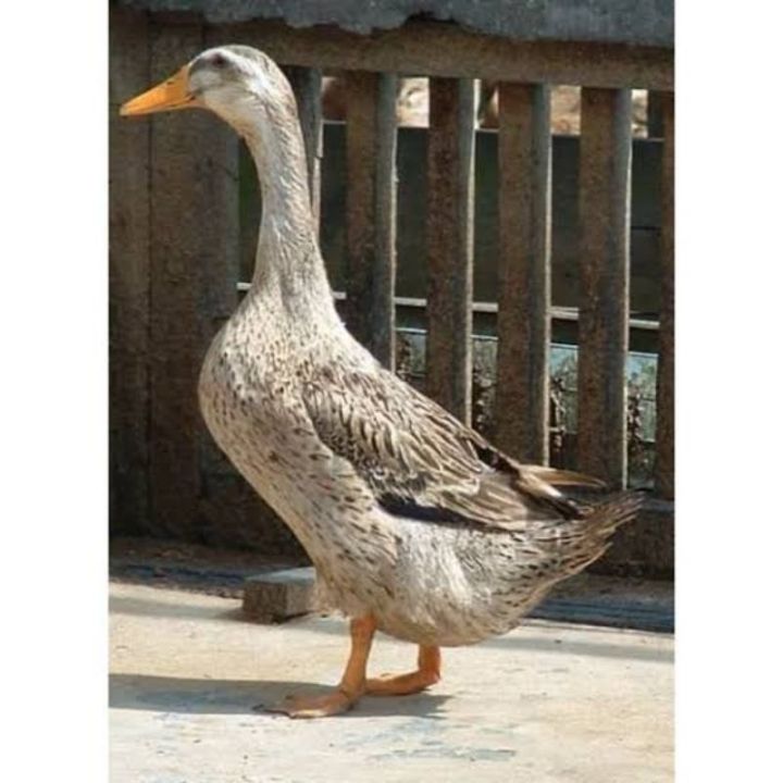 TELUR BEBEK ALABIO BEBEK HIAS FERTIL ASLI UNTUK DITETASKAN | Lazada ...