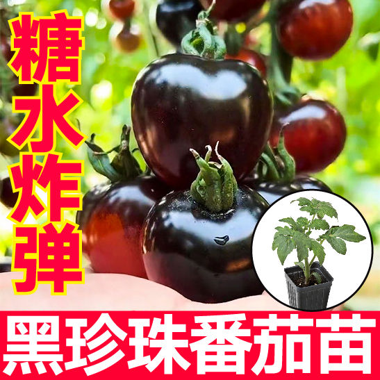 Sugar water bomb black pearl tomato seedling seeds potted red, yellow ...