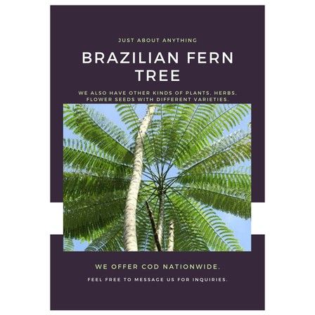 buy one get one free，50 seeds (not plants) Brazilian Fern Tree Seeds ...
