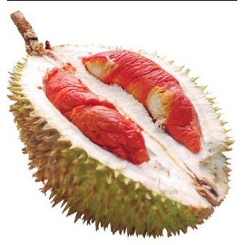 Durian ต้นทุเรียนแดงอินโด ทุเรียน อินโดนีเซีย หรือทุเรียนเนื้อสีแดง ...