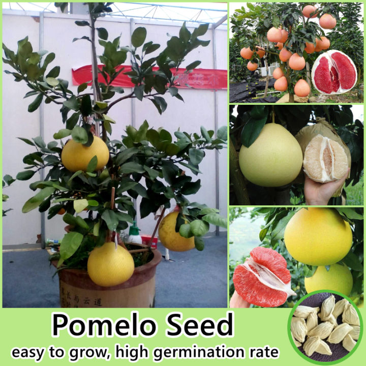 [Fast Delivery] Mixed Variety Pomelo Seeds for Planting (30 Seeds/bag ...