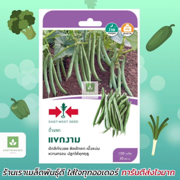 ถั่วแขก แขกงาม 100เมล็ด ตราศรแดง เมล็ดพันธุ์ถั่วแขก | Lazada.co.th