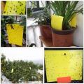 [Jocestyle Mall] 30/50/100 Pcs Sticky Traps Double Sided 8x6/8x4 Inch ...