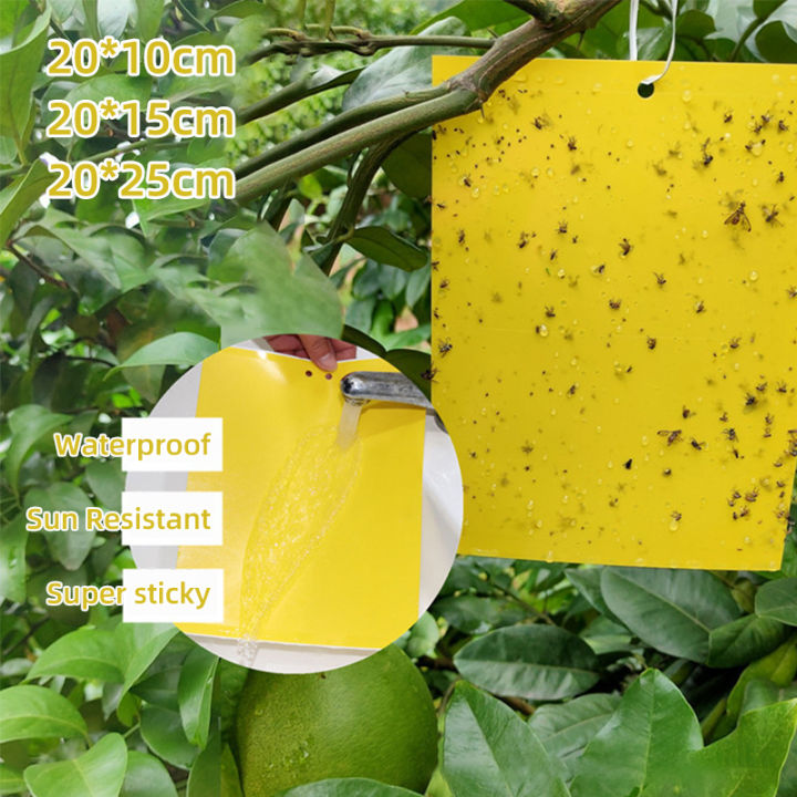 Mosquito Insect Killer Trap Double Sided Hanging Sticky Fly Insect ...