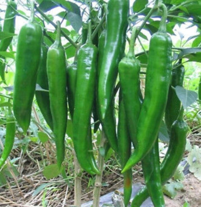 20 เมล็ด เมล็ดพริก Chilli Seeds พริกยาว ปลูกง่าย สามารถปลูกได้ทุกฤดู ...