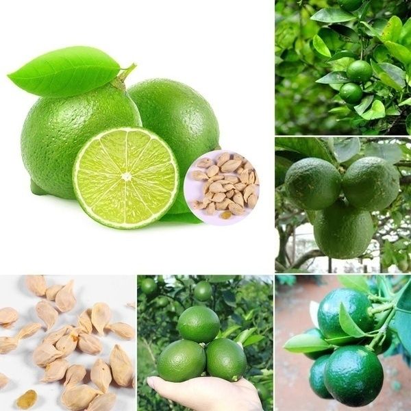 10 pcs Bonsai Tree Balcony Potted Green Fruit Trees Lemon Tree Seeds Edible Fruit Organic Garde ...