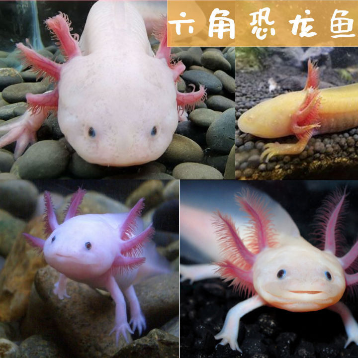 Enclosing hexagonal dinosaur fish can lay eggs, live salamander, cold ...