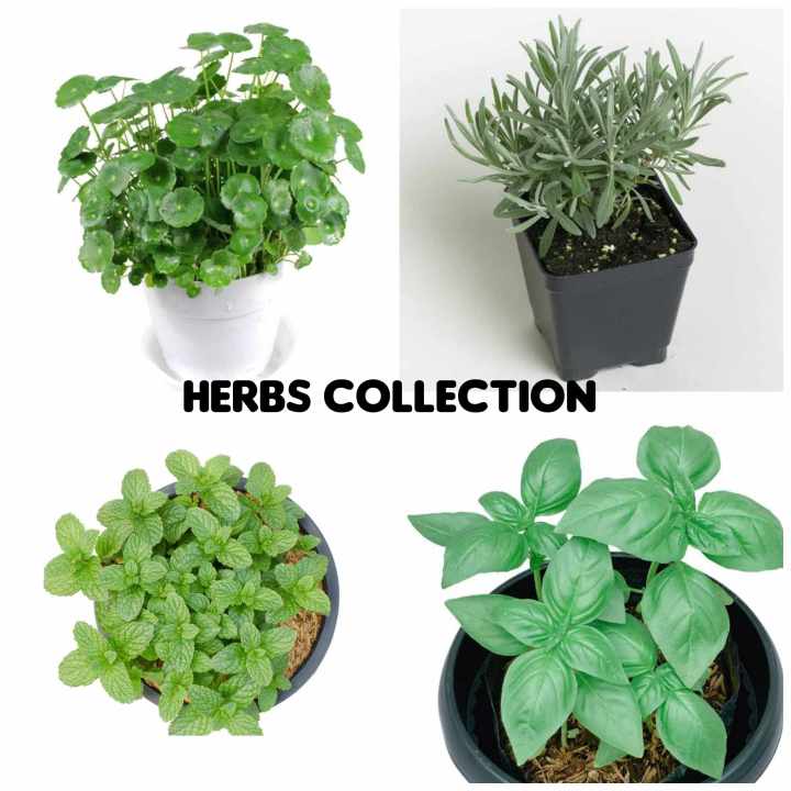 99 PESOS Herbs Collection (Buhay na Halaman) with FREE garden soil ...