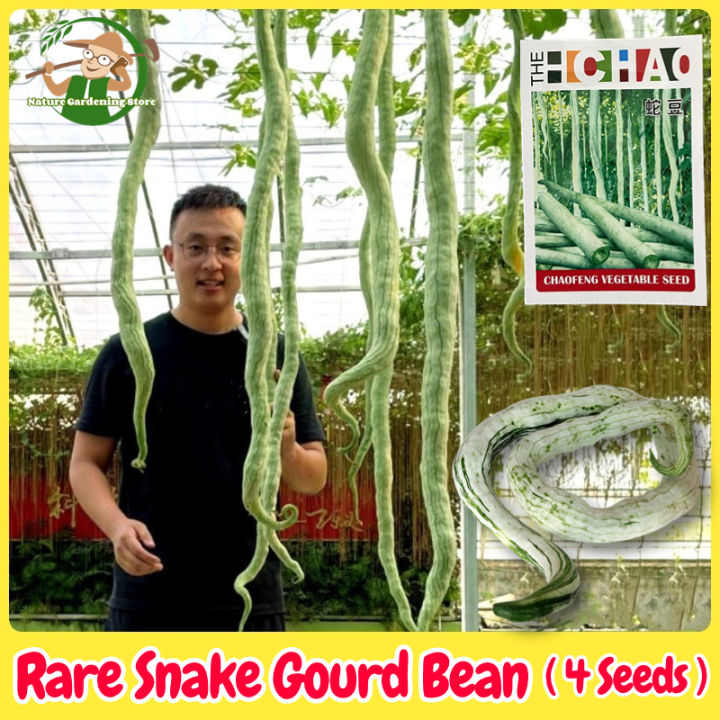 Fresh Organic Rare Snake Gourd Bean Seeds for Planting (4 Seed) Legit ...