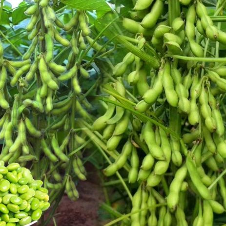 Northeast farmers green soybean vegetable seed edamame seed fresh food ...