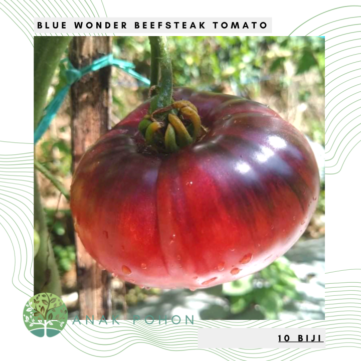 (10 Biji) Benih Bibit Biji - Tomat Beefsteak Ungu Blue Wonder Tomato ...