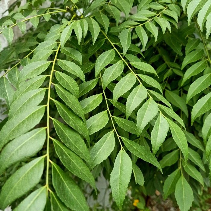 Tanaman Salam Koja Tinggi 1 Meter Salam Koja Daun Kari Daun Kare Salam ...
