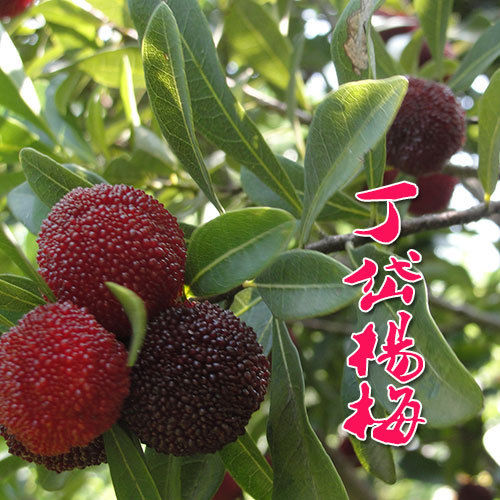 Fresh Fruit Growth Seeds Bayberry Fruit Tree Seeds Planted in pots in ...