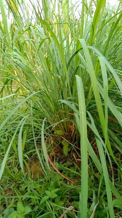 POKOK SERAI WANGI BESERTA AKAR🌿 / 3 POKOK | Lazada