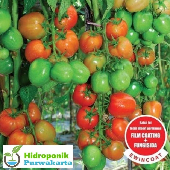 BENIH TOMAT HIBRIDA TANTYNA F1 ISI 60 BUTIR ORIGINAL PACKING CAP PANAH ...