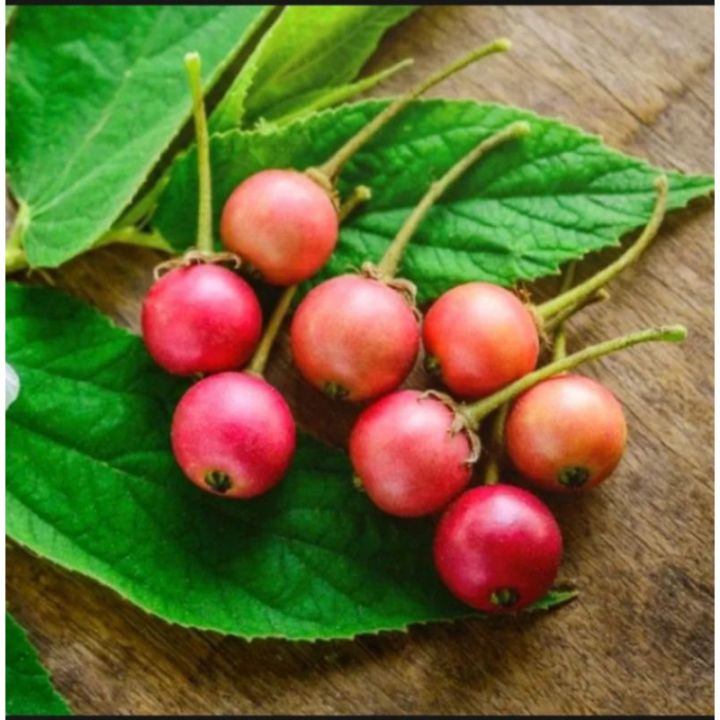 buah kersem \seri segar petik dadakan | Lazada Indonesia